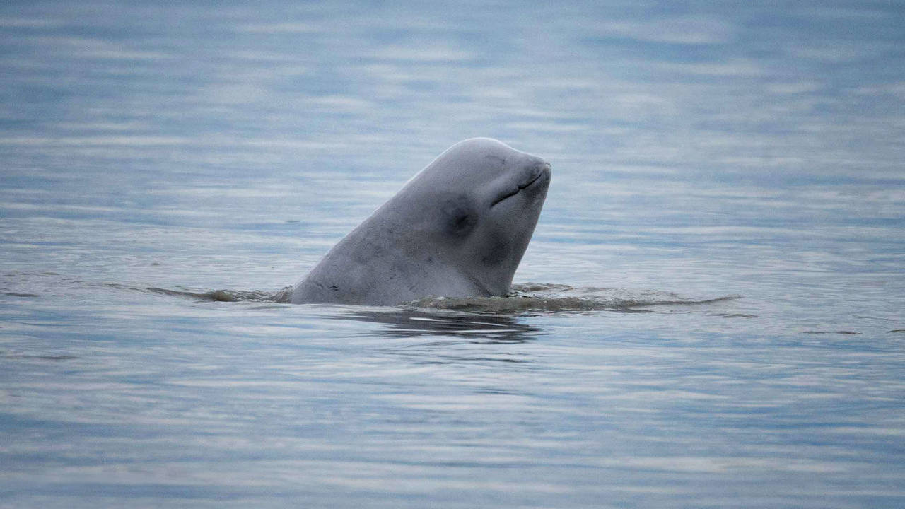 Genetic technique brings biologists closer to solving beluga mystery