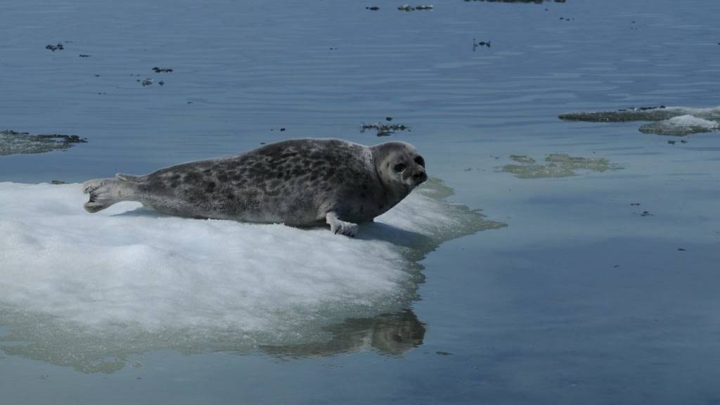 Weigh in: NOAA is accepting public comments on protecting sea ice ...