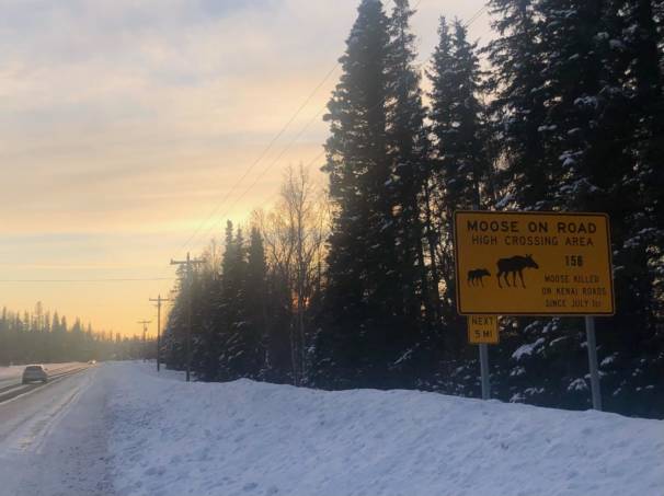 Without the Alaska Moose Federation, roadkill salvage falls to charities