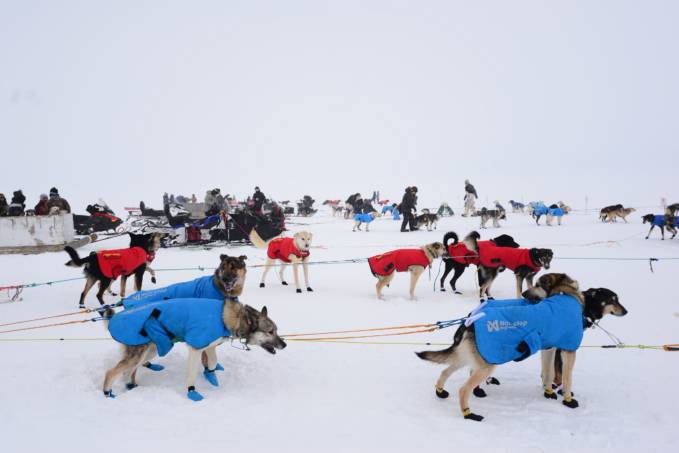 A dozen mushers brave wind, snow and whiteout conditions as the Kobuk ...