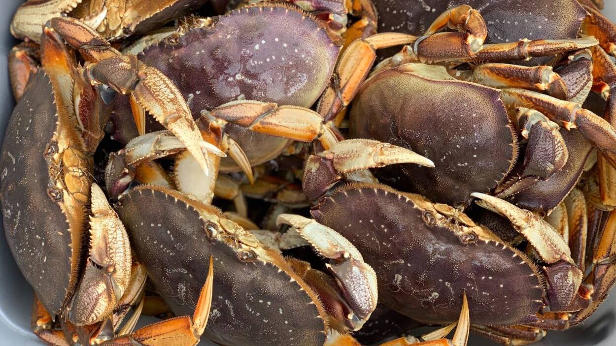 Alaska House passes bill to allow bolstering wild shellfish populations ...