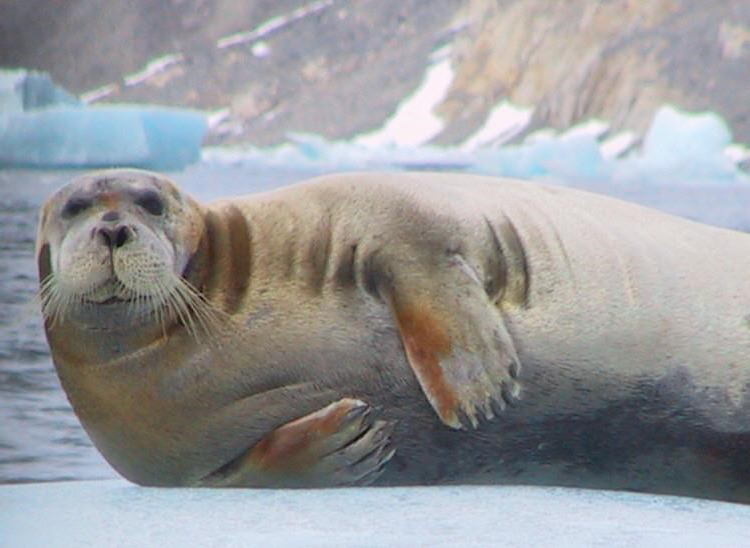 US, Russian researchers track polar bears and ice seals across the Arctic