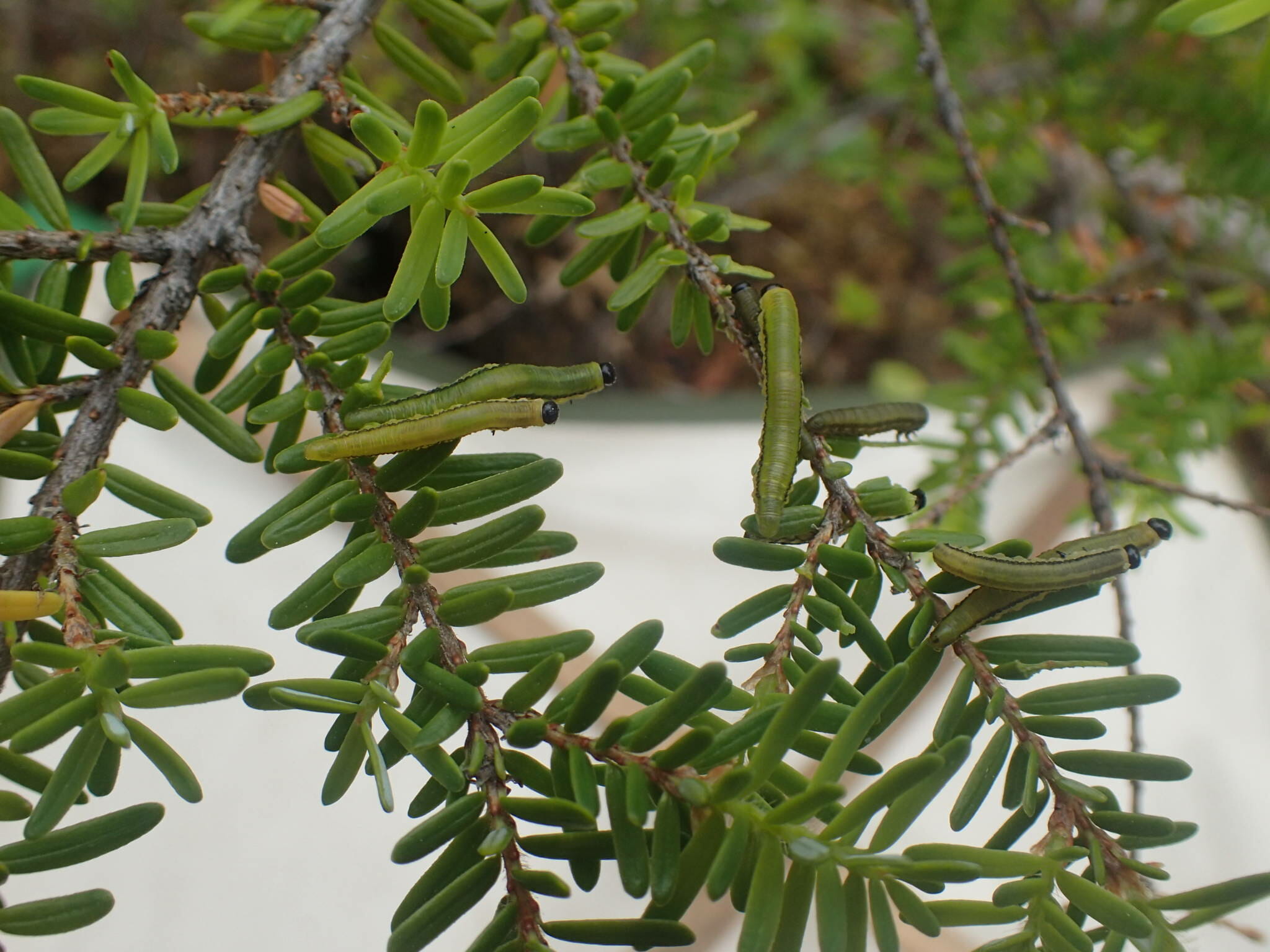 Tiny insects ate the needles off a half million acres of Tongass ...