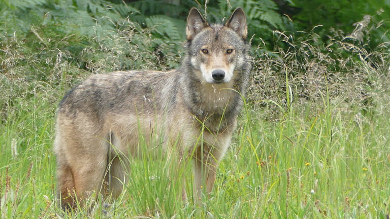 Feds to consider protections for Southeast Alaska’s wolves