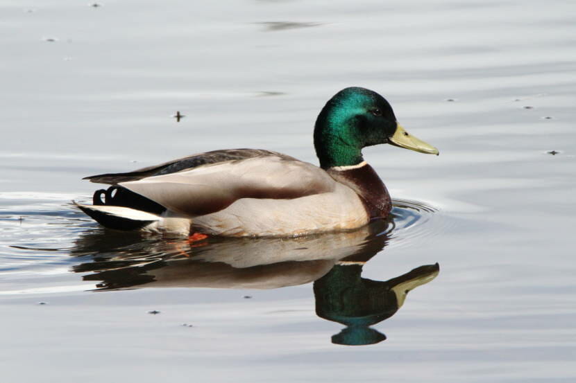 Friday, July 16th : Remembering Romeo, the wolf who came to Juneau ...