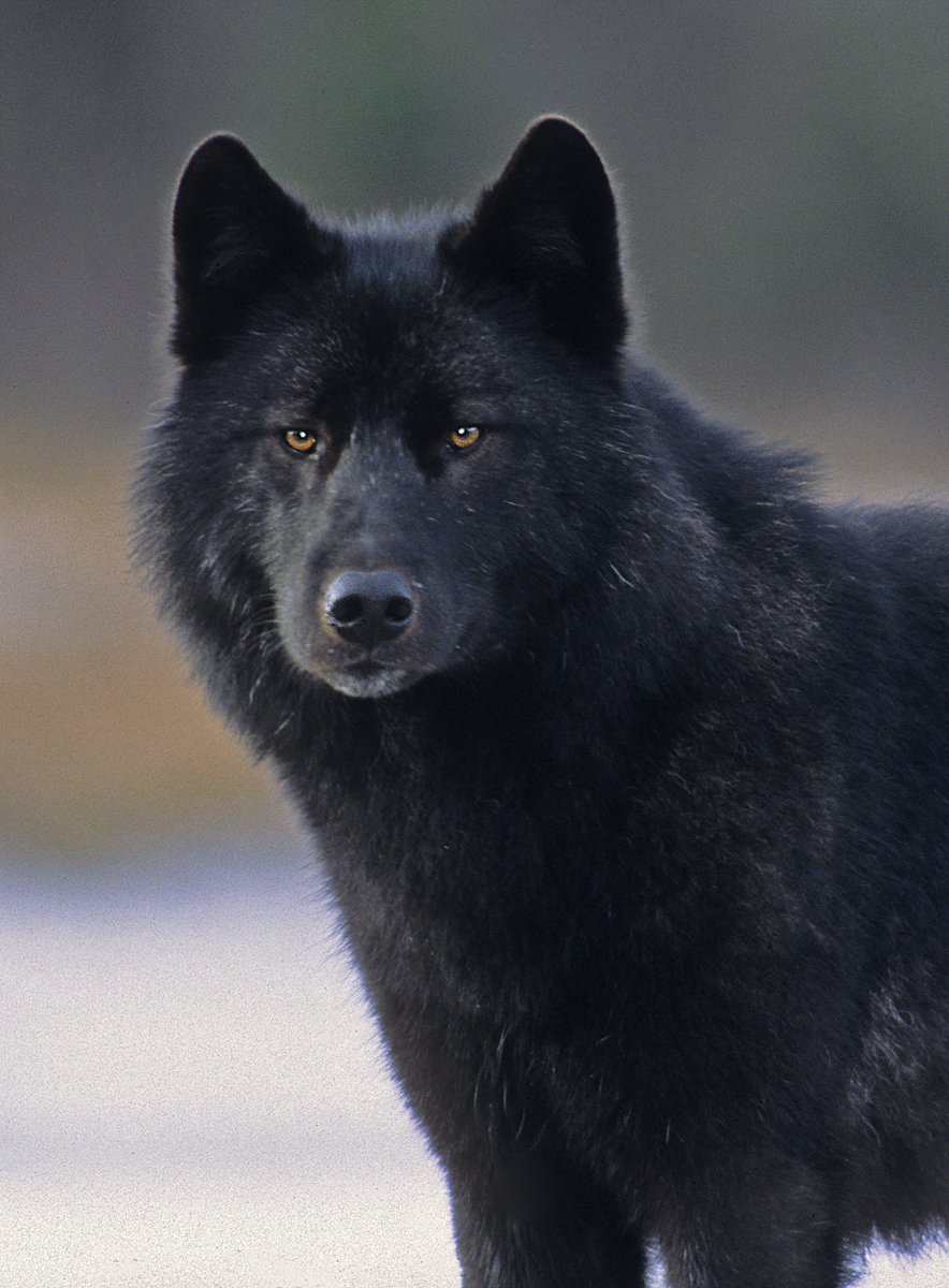 Friday, July 16th : Remembering Romeo, the wolf who came to Juneau ...