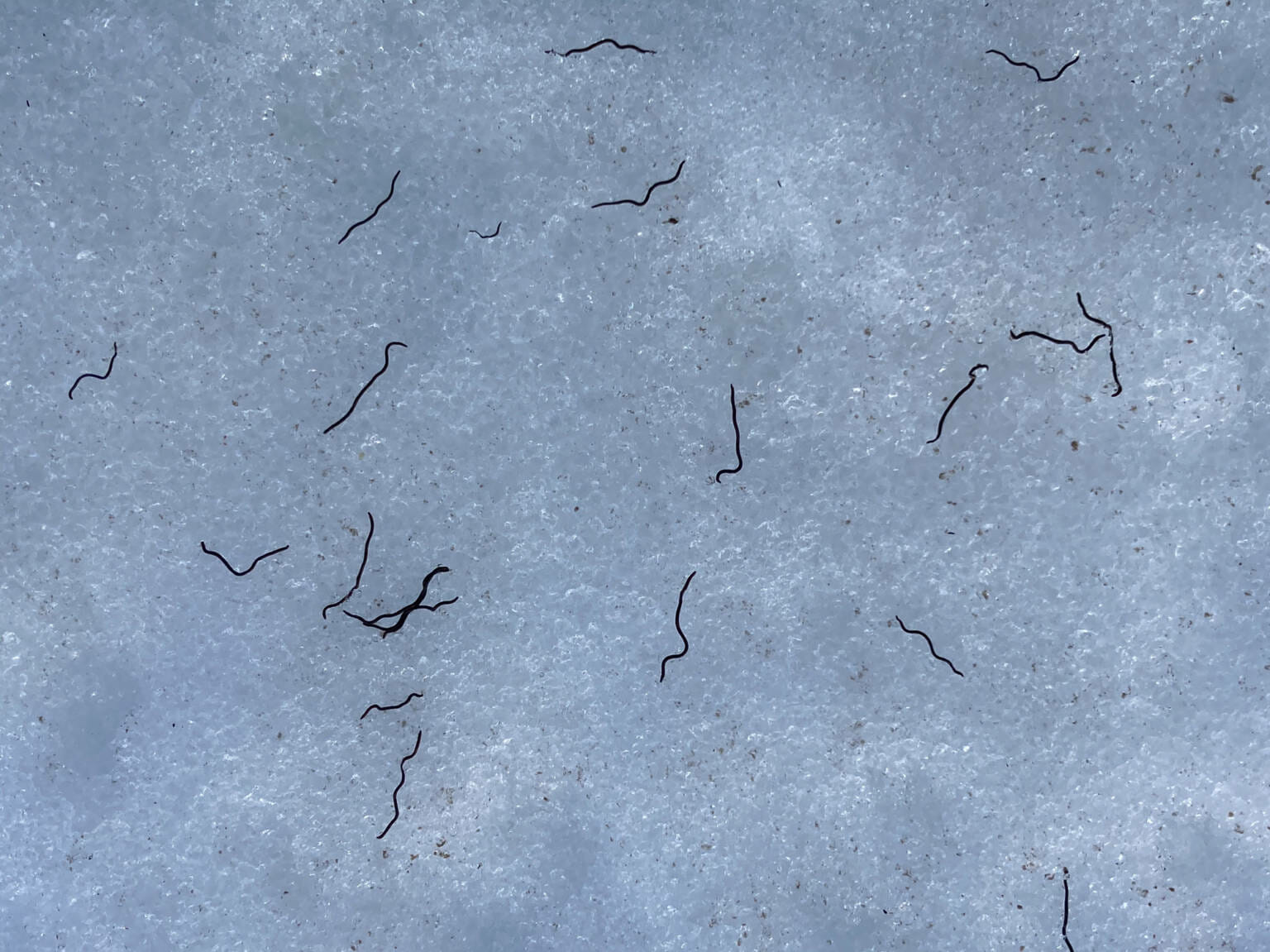 It's summer, and that means the mysterious return of glacier ice worms