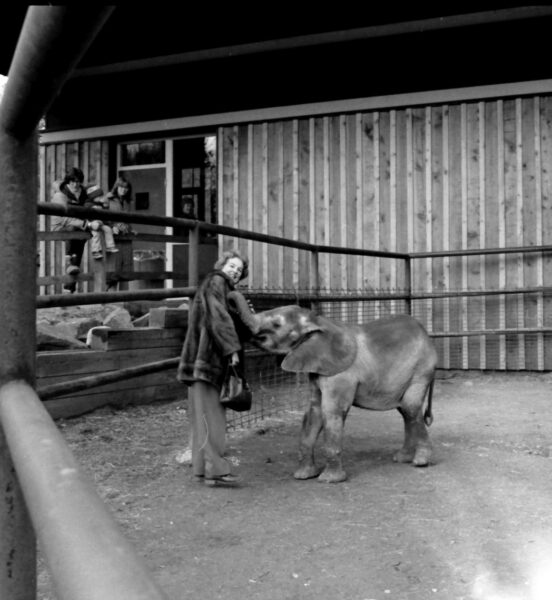 Maggie, former Alaska Zoo resident, dies at 41