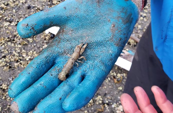 An invasive parasite is taking over Alaska blue mud shrimp. Researchers ...