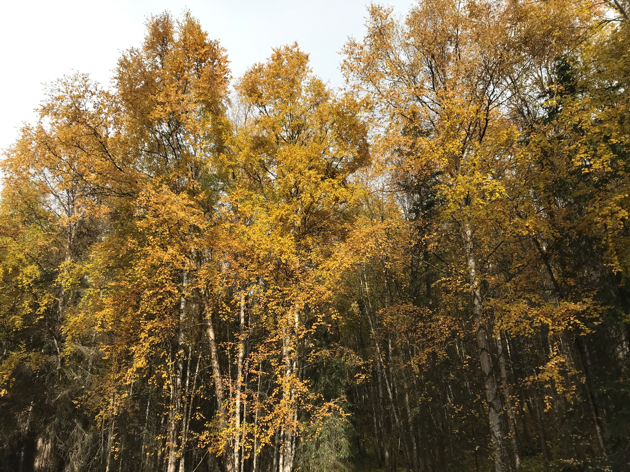 Inside Alaska trees’ decision to drop their leaves
