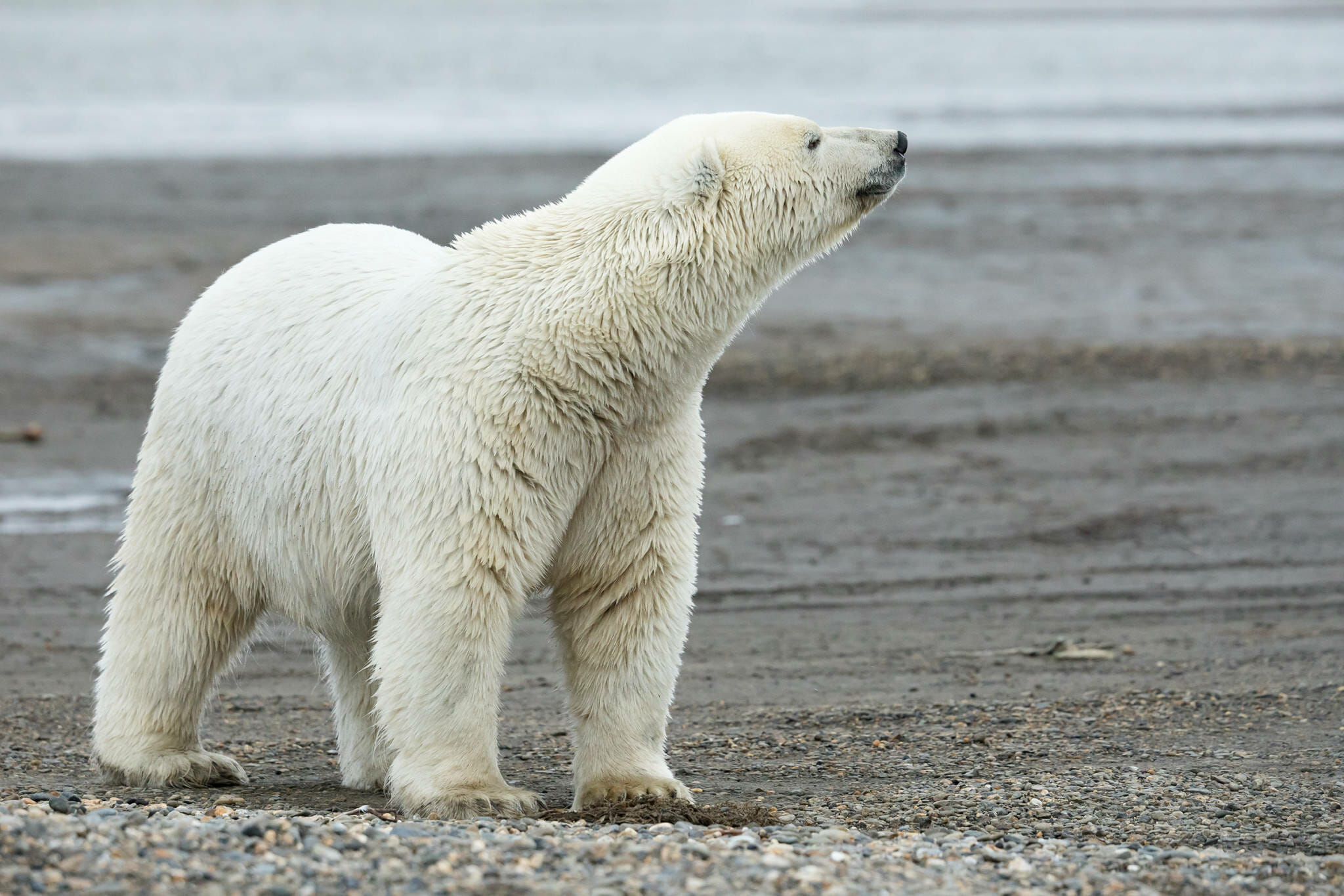 Threatened by melting sea ice, polar bears’ status up for review under ...