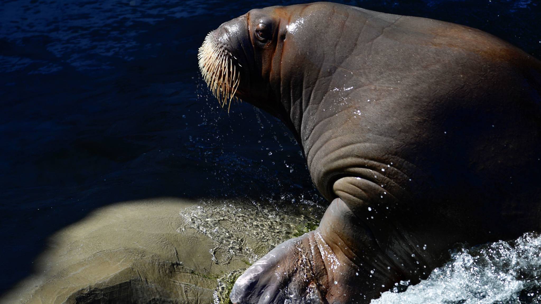 Researchers are asking for volunteer 'walrus detectives' to spot ...