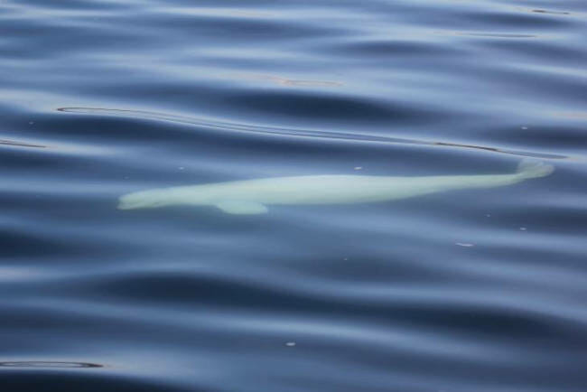 Belugas spotted in lake 20 miles inland from Dillingham