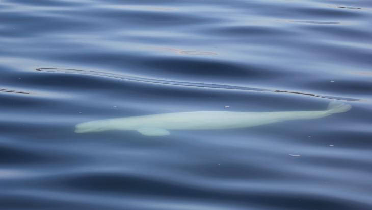 A beluga from the Beaufort Sea has traveled unusually far south, to ...
