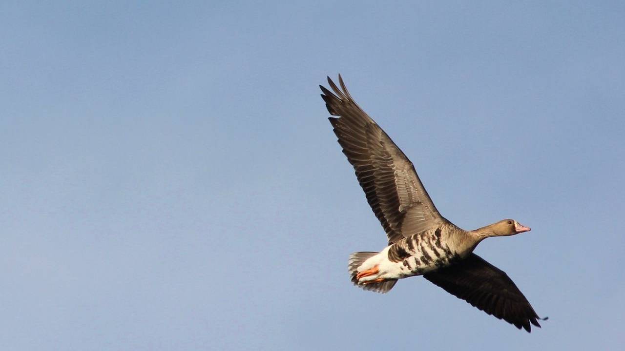 Tule geese took the long way south from Alaska last year as fires ...