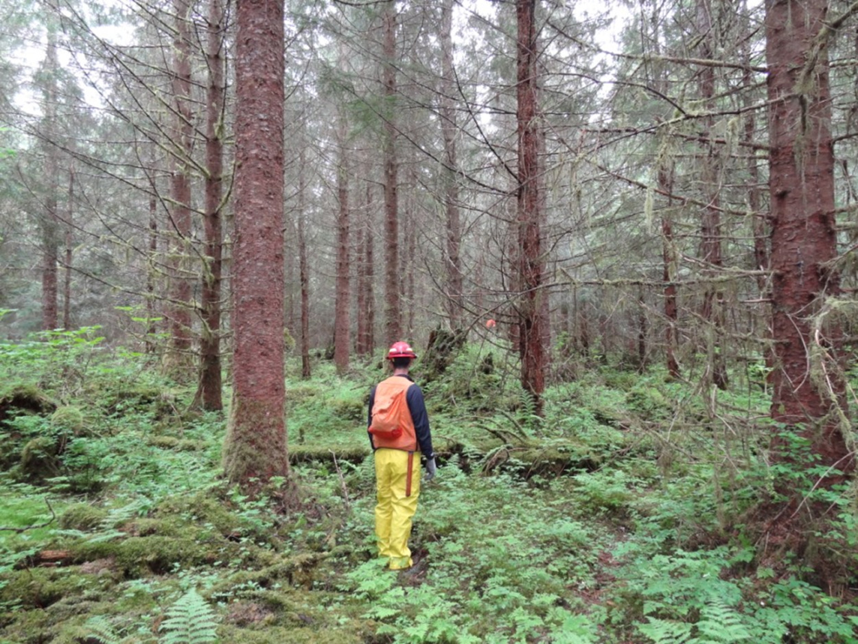 Forest Service proposes restoring young-growth stands in central ...