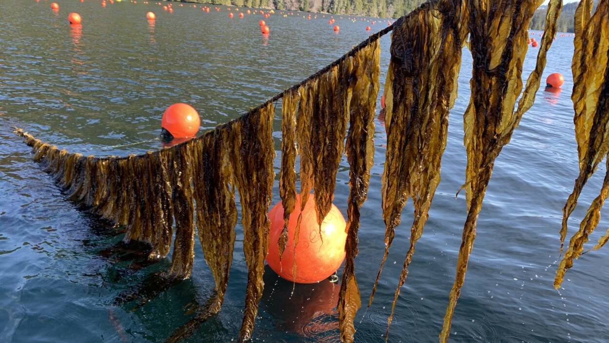 A new proposed kelp farm off Kodiak is part of growing trend
