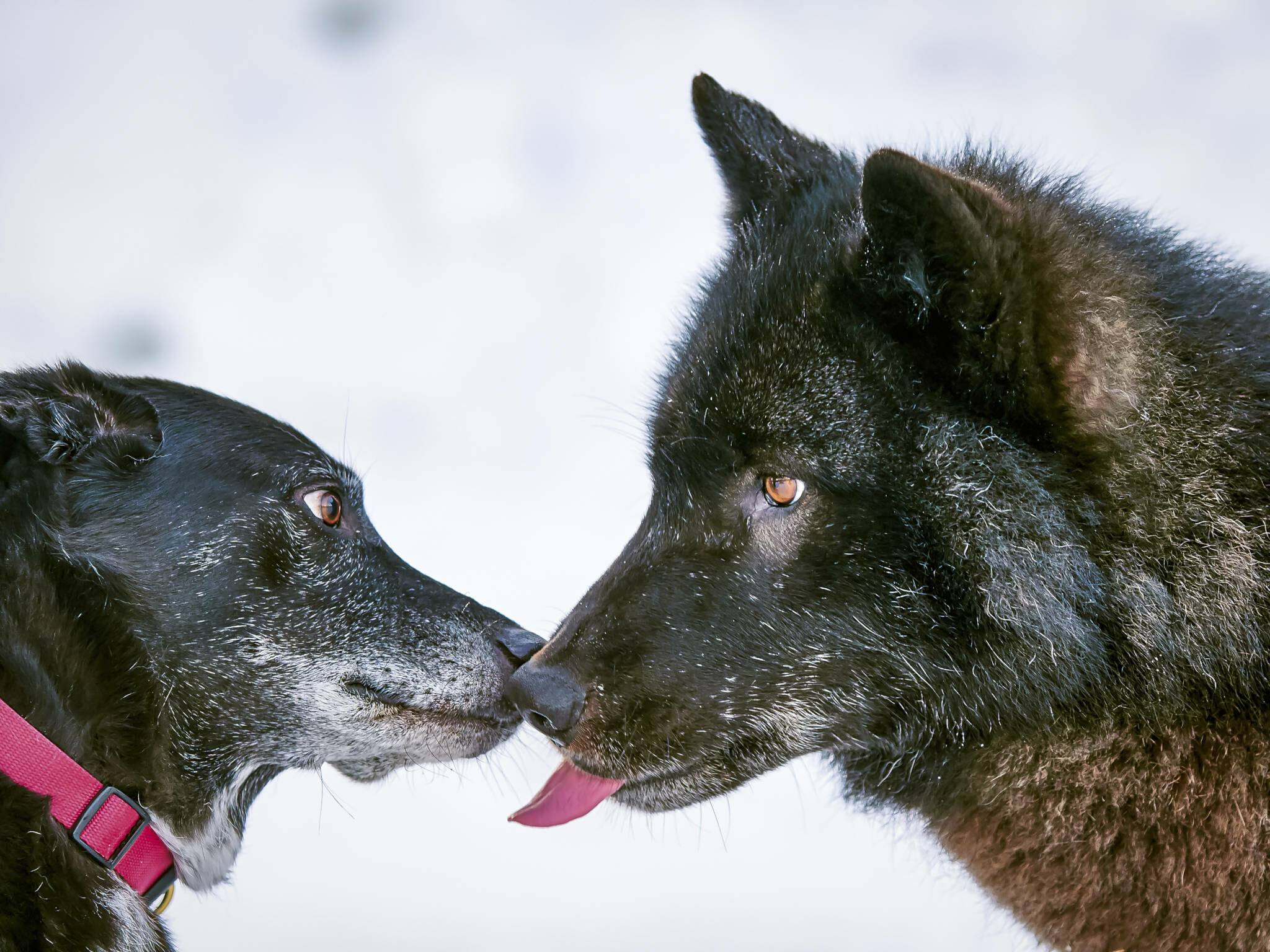 Why Romeo is more than just a wolf