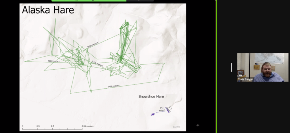 Western Alaska's dwindling jackrabbit population is being surveyed for ...