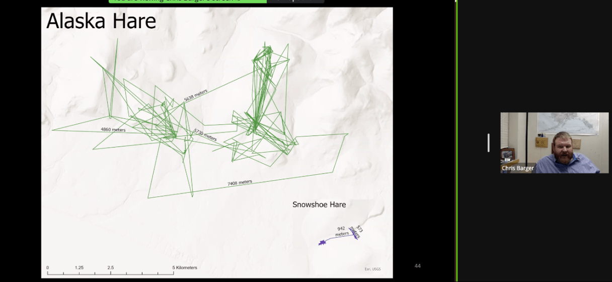 Western Alaska's dwindling jackrabbit population is being surveyed for ...