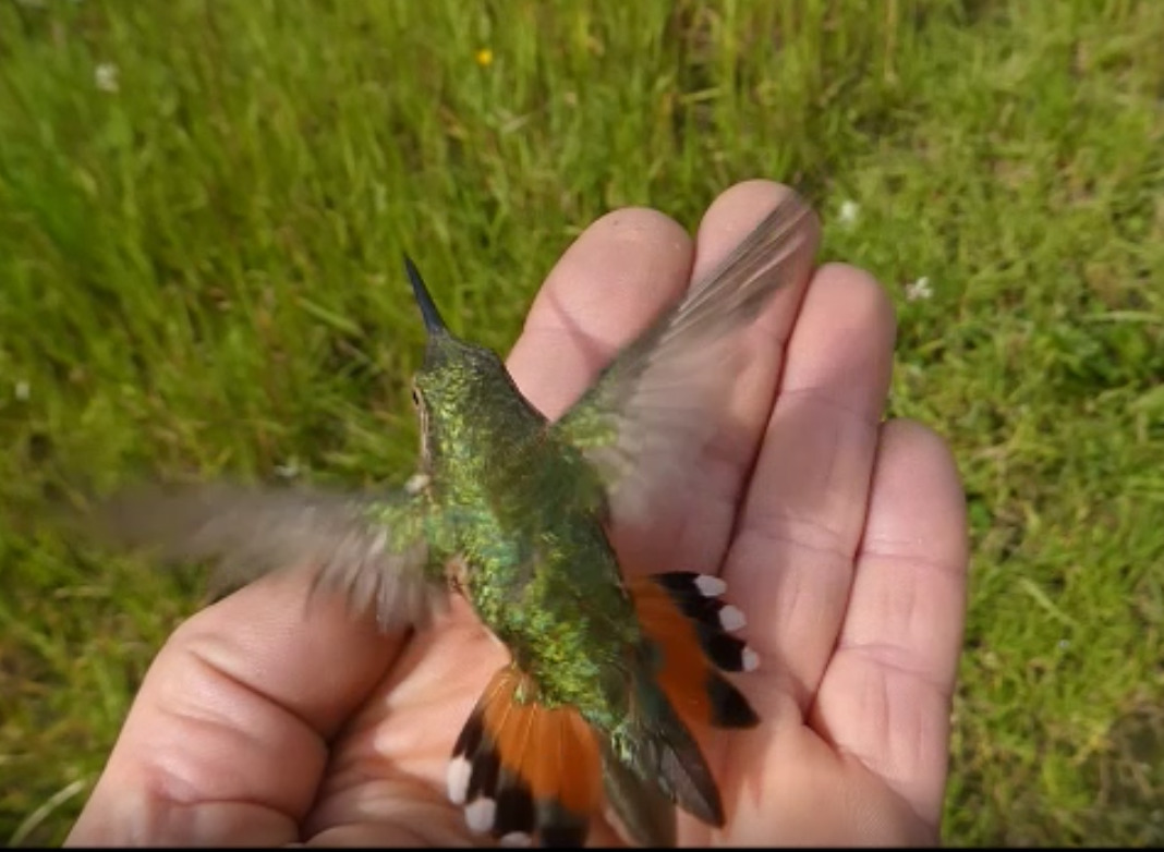 Local hummingbird research