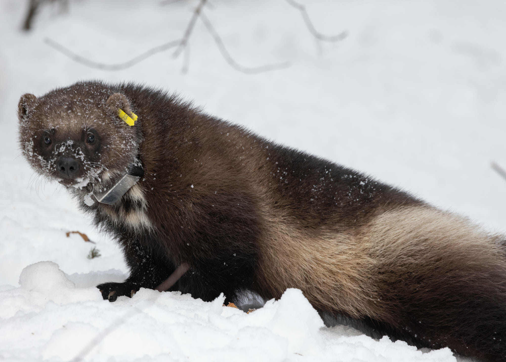 Wolverines, lynx and moose: Fish and Game screens wildlife for COVID