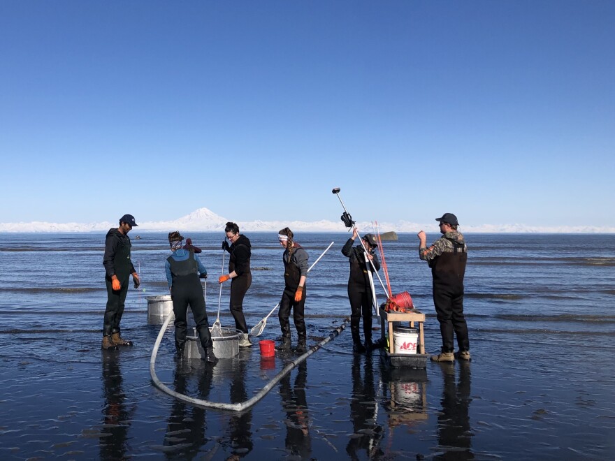 Fish and Game surveys Cook Inlet beaches in hopes of reopening to clammers