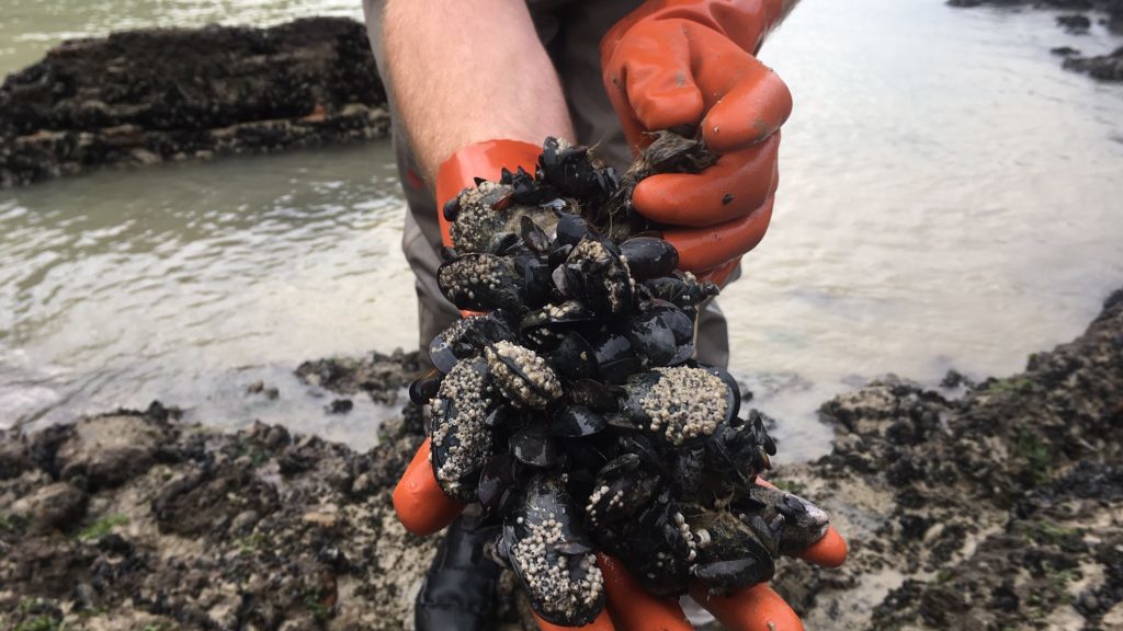 Most paralytic shellfish poisoning cases were among Alaska Natives, but ...