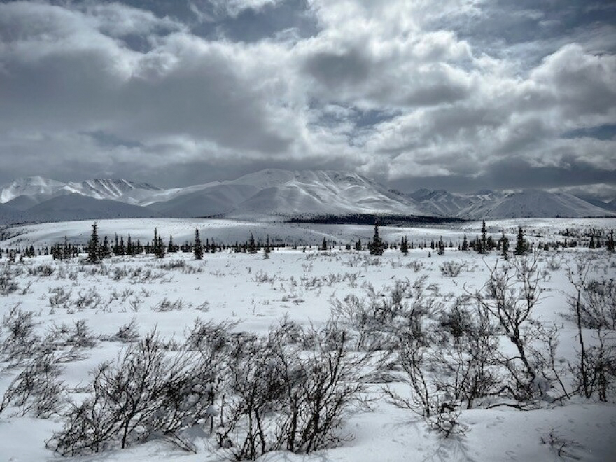 Denali’s historic, lingering snow season is affecting the park’s wildlife