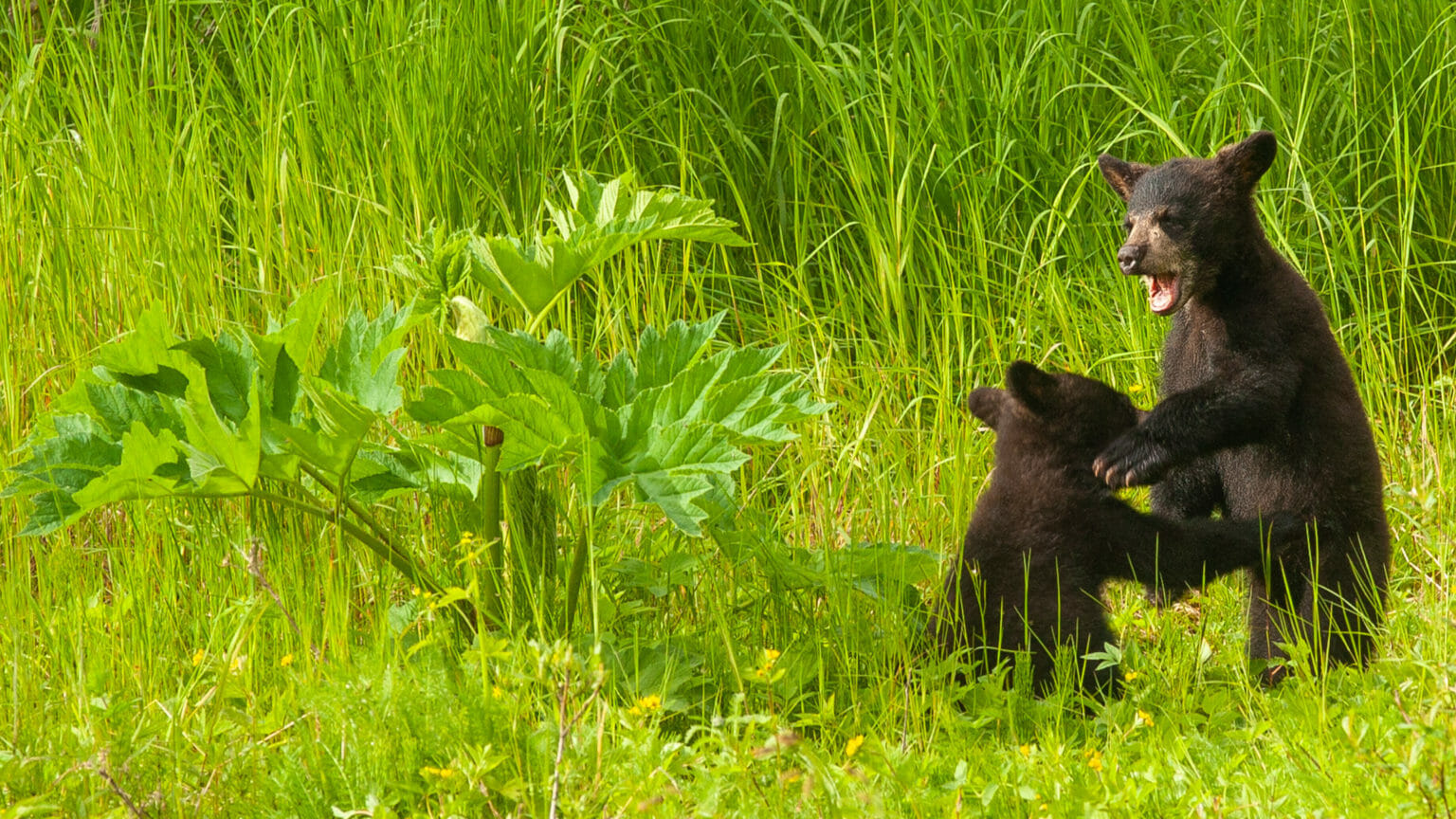 Biologists share tips for staying safe around bears in Southeast Alaska