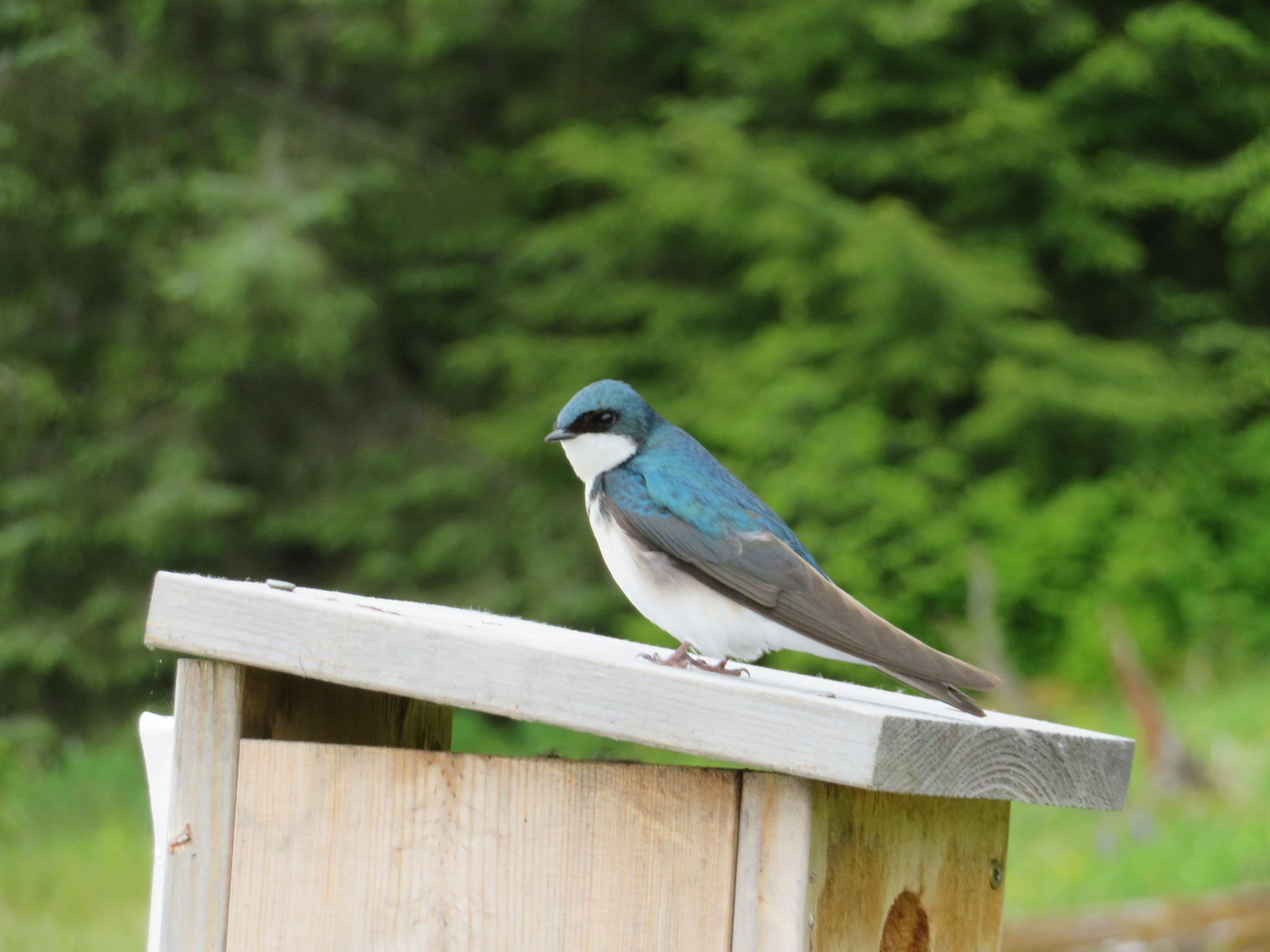 Juneau Audubon Society tree swallow research. Midsummer Night’s Dream ...