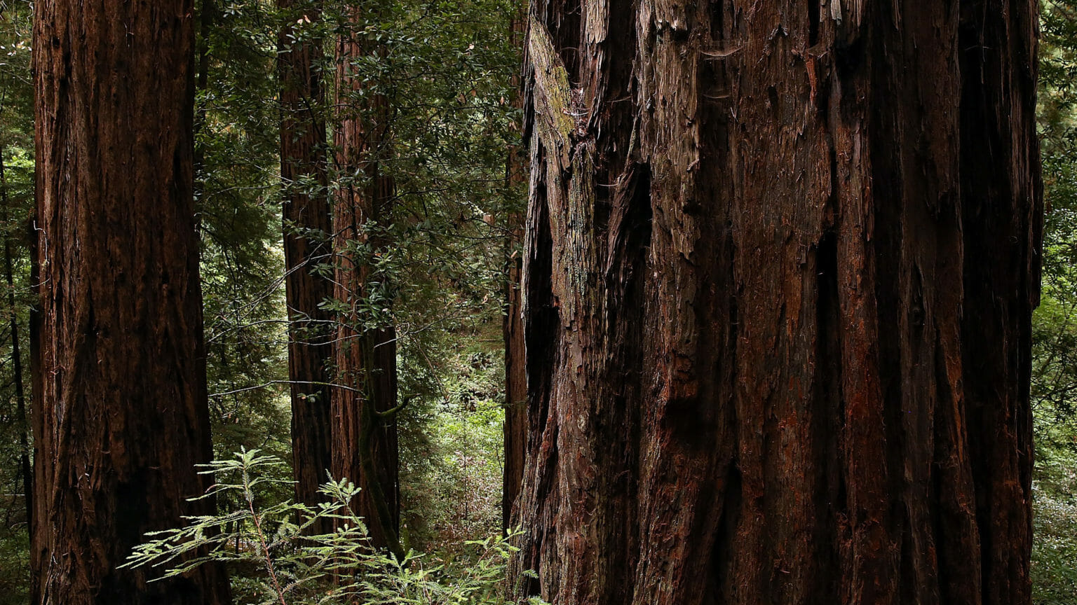 The strange underground economy of tree poaching