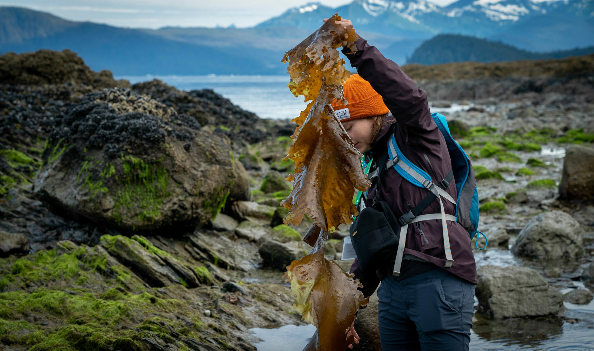 New guide for kelp farmers chronicles more than 100 kinds of seaweed ...