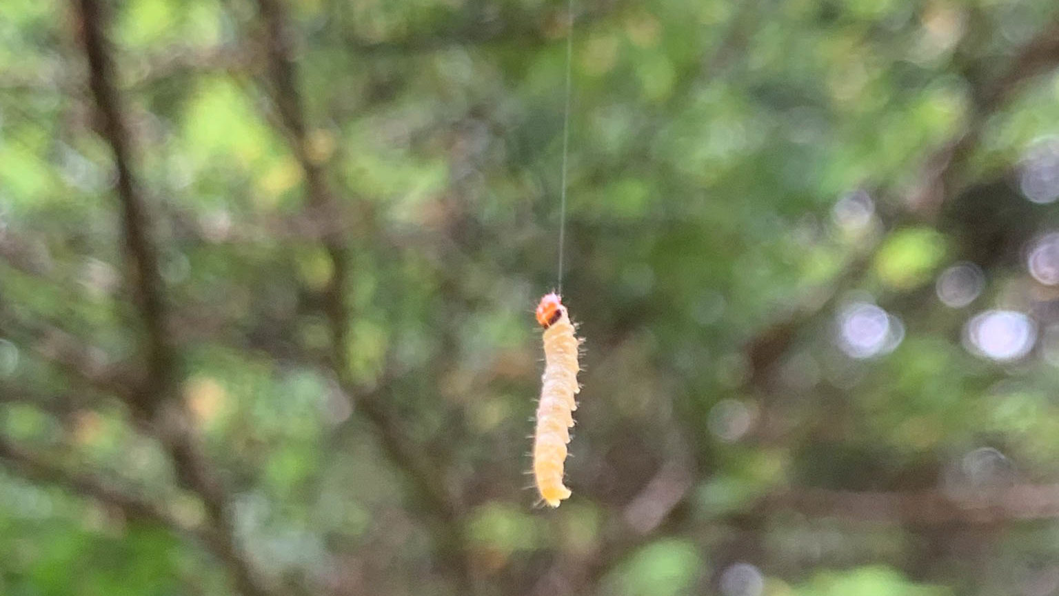 Southeast Alaska's budworm infestation is still going, and they seem to ...