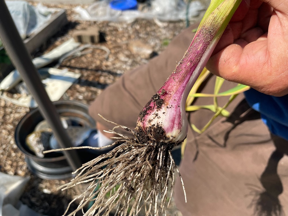 Garden Talk: Botrytis in the soil can take a toll on garlic harvests