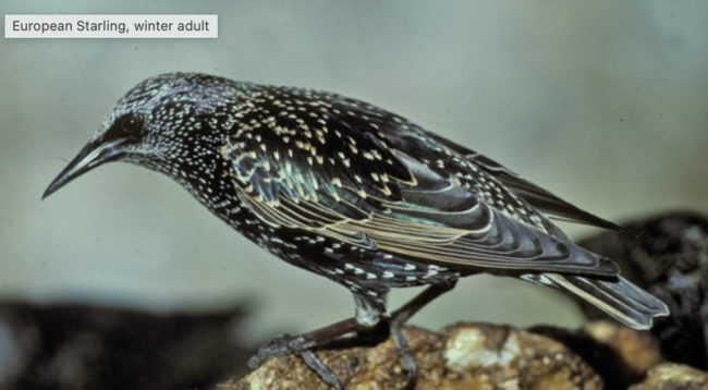 Juneau Audubon Society: Rock Pigeons and European Starlings are not ...