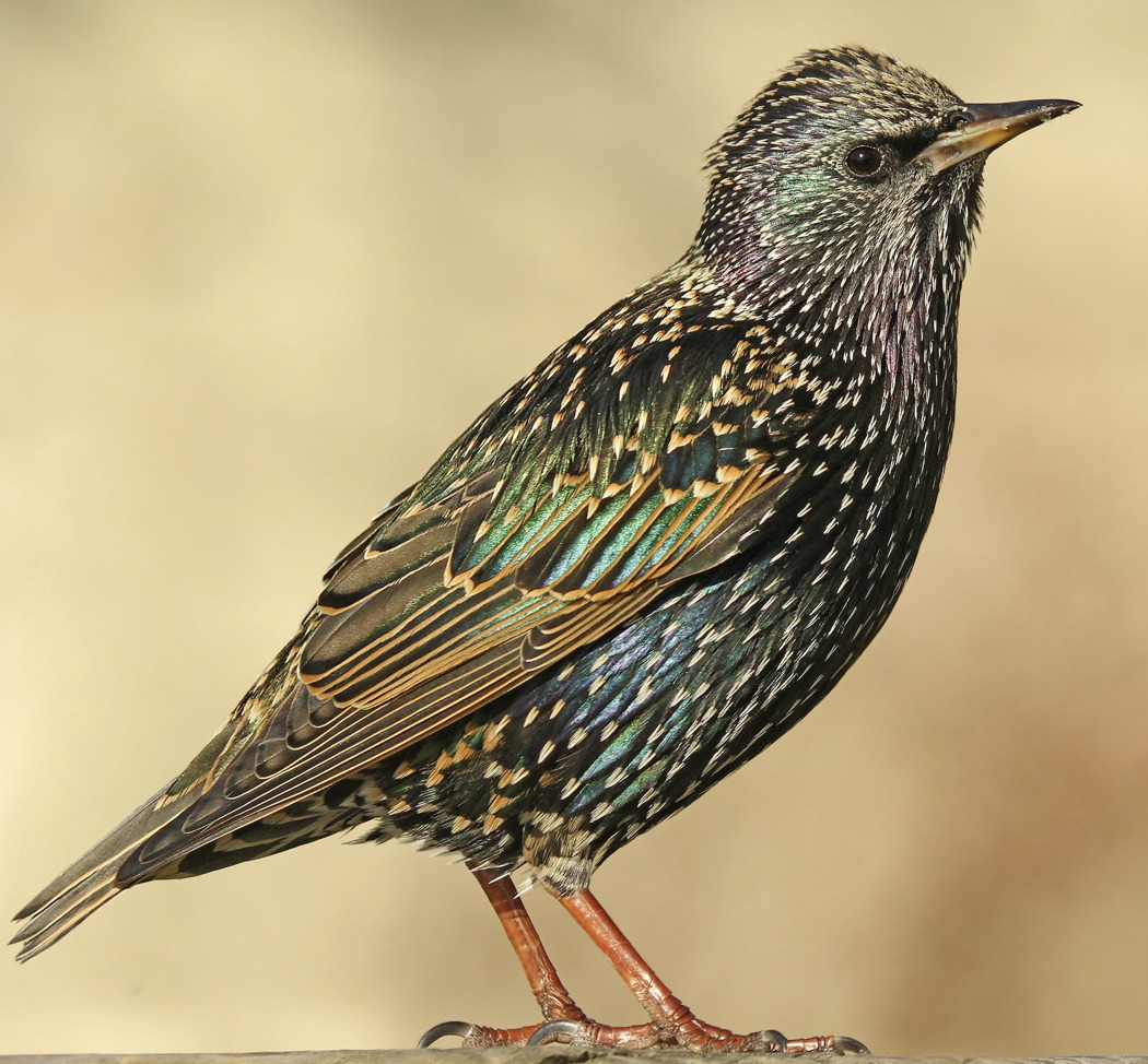 Juneau Audubon Society: Rock Pigeons and European Starlings are not ...