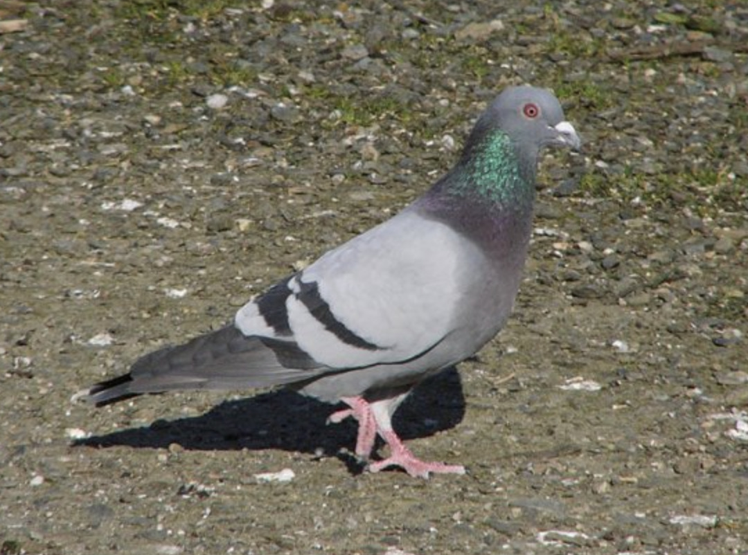 Juneau Audubon Society: Rock Pigeons and European Starlings are not ...