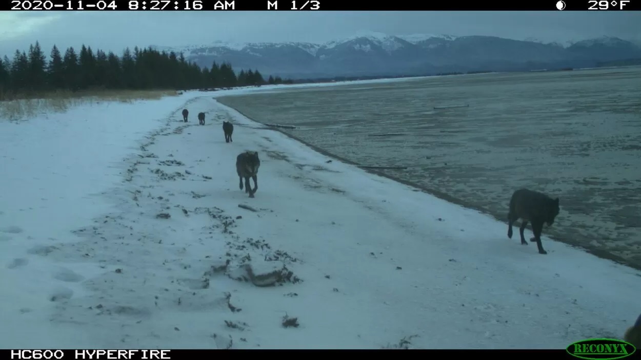 Southeast Alaska wolves eat over 60 prey species, study finds ...