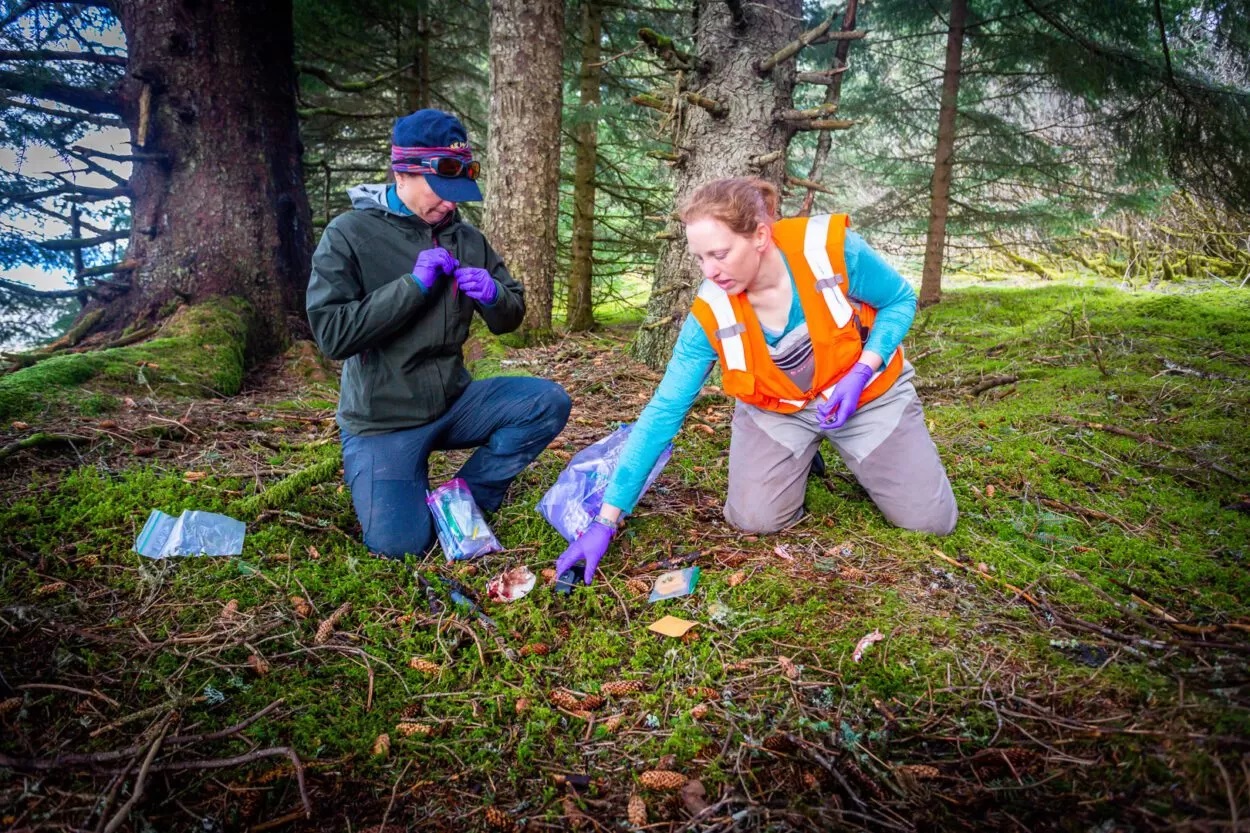 Southeast Alaska wolves eat over 60 prey species, study finds ...