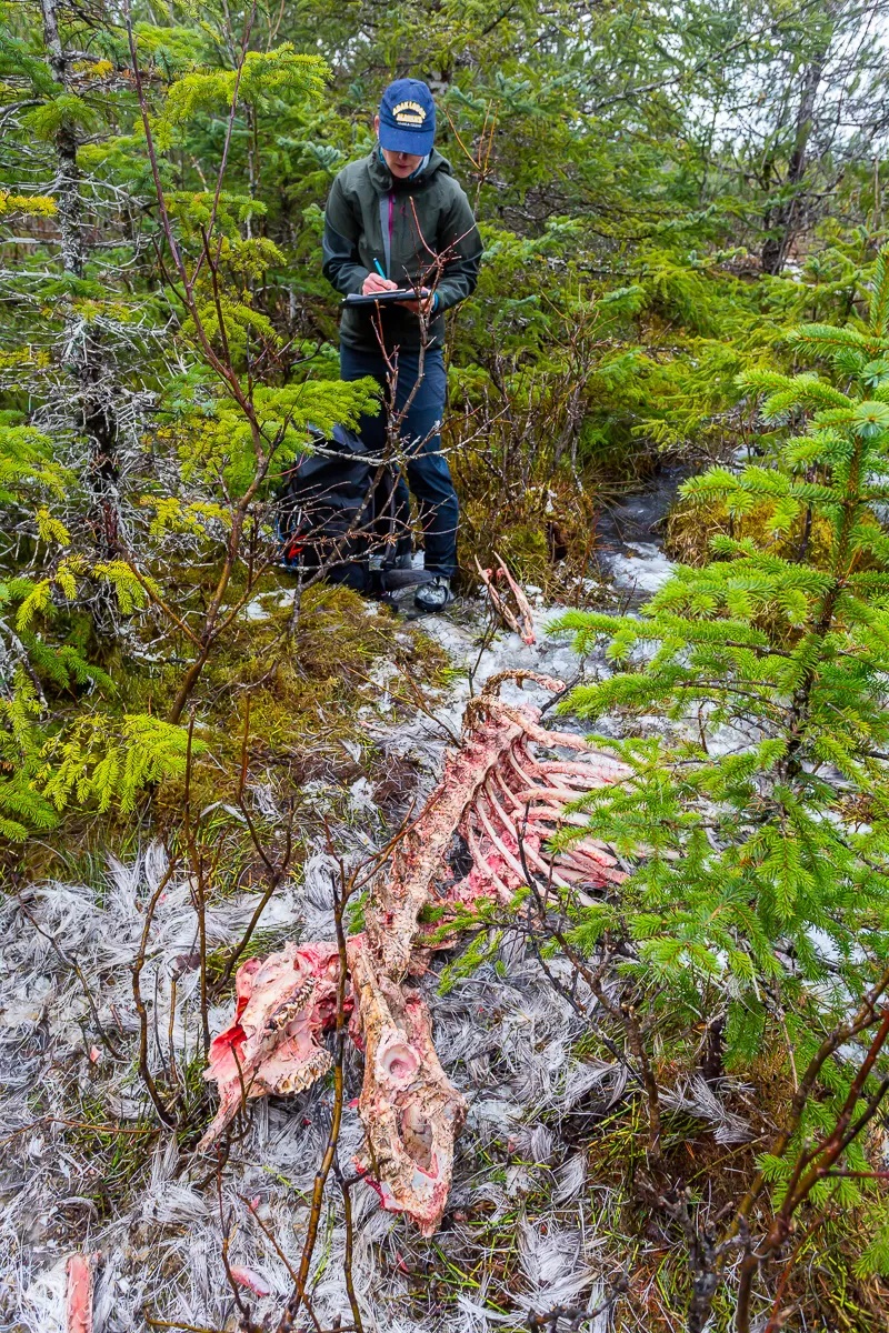 Southeast Alaska wolves eat over 60 prey species, study finds ...