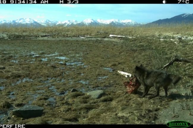 Southeast Alaska wolves eat over 60 prey species, study finds ...