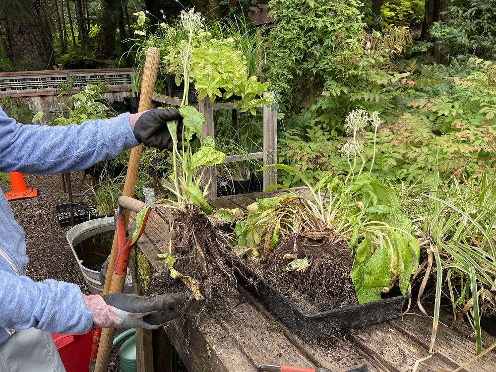 Garden Talk: Dividing perennials at Jensen-Olson Arboretum