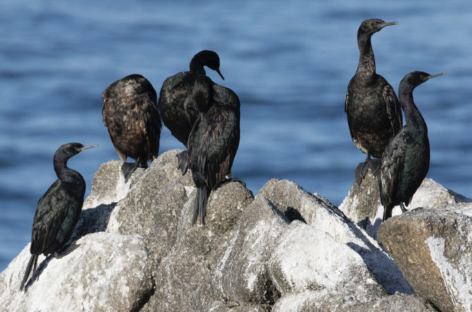 Juneau Audubon Society: Why Pelagic Cormorants stay through the winter.