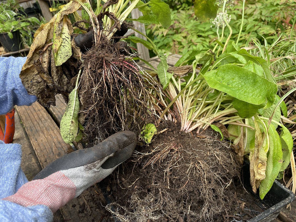 Garden Talk: Dividing perennials at Jensen-Olson Arboretum