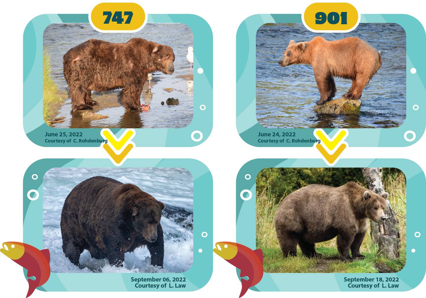 Crowning the champion of chonk: Historic heavyweight matches up with ...