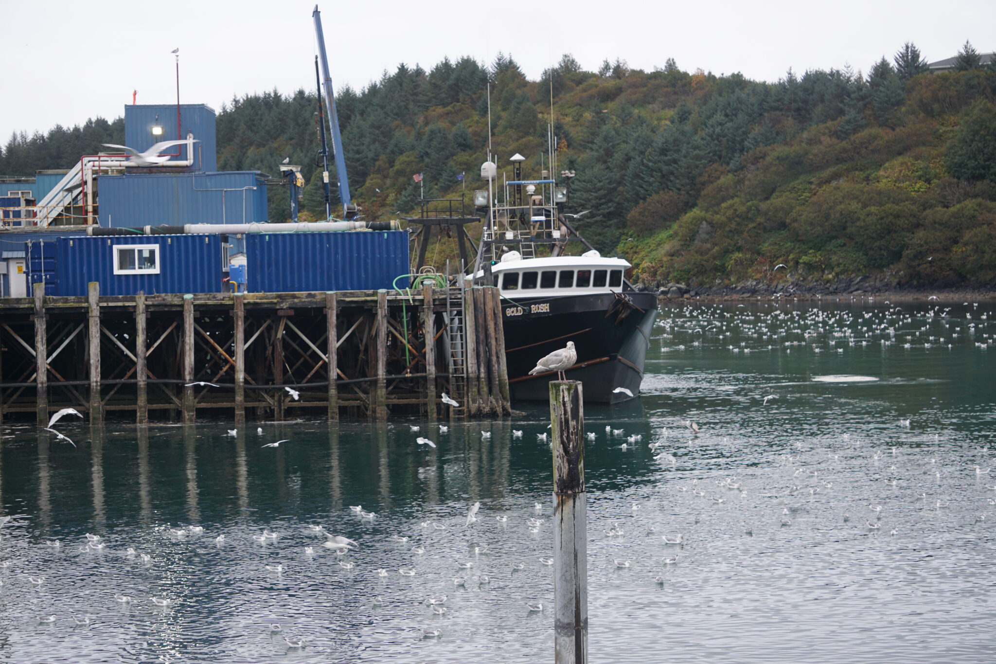 Bycatch task force considers new rules, more research to protect Alaska ...