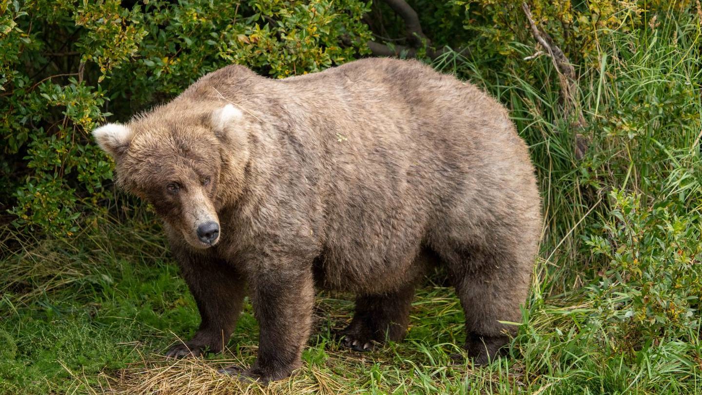Fat Bear Week is on: Here’s a guide to Katmai’s bulky bruins and how to ...