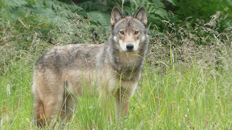 Prince of Wales wolves are highly inbred, biologists say