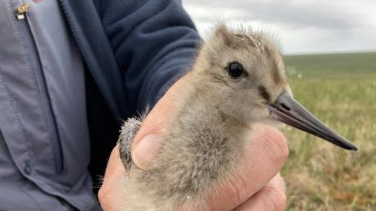 A bird the size of your fist flew from Alaska to Tasmania in 11 days